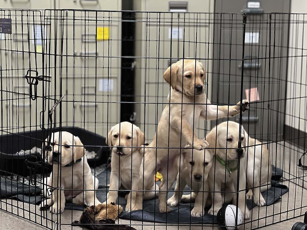 More than man's best friend | TownLively